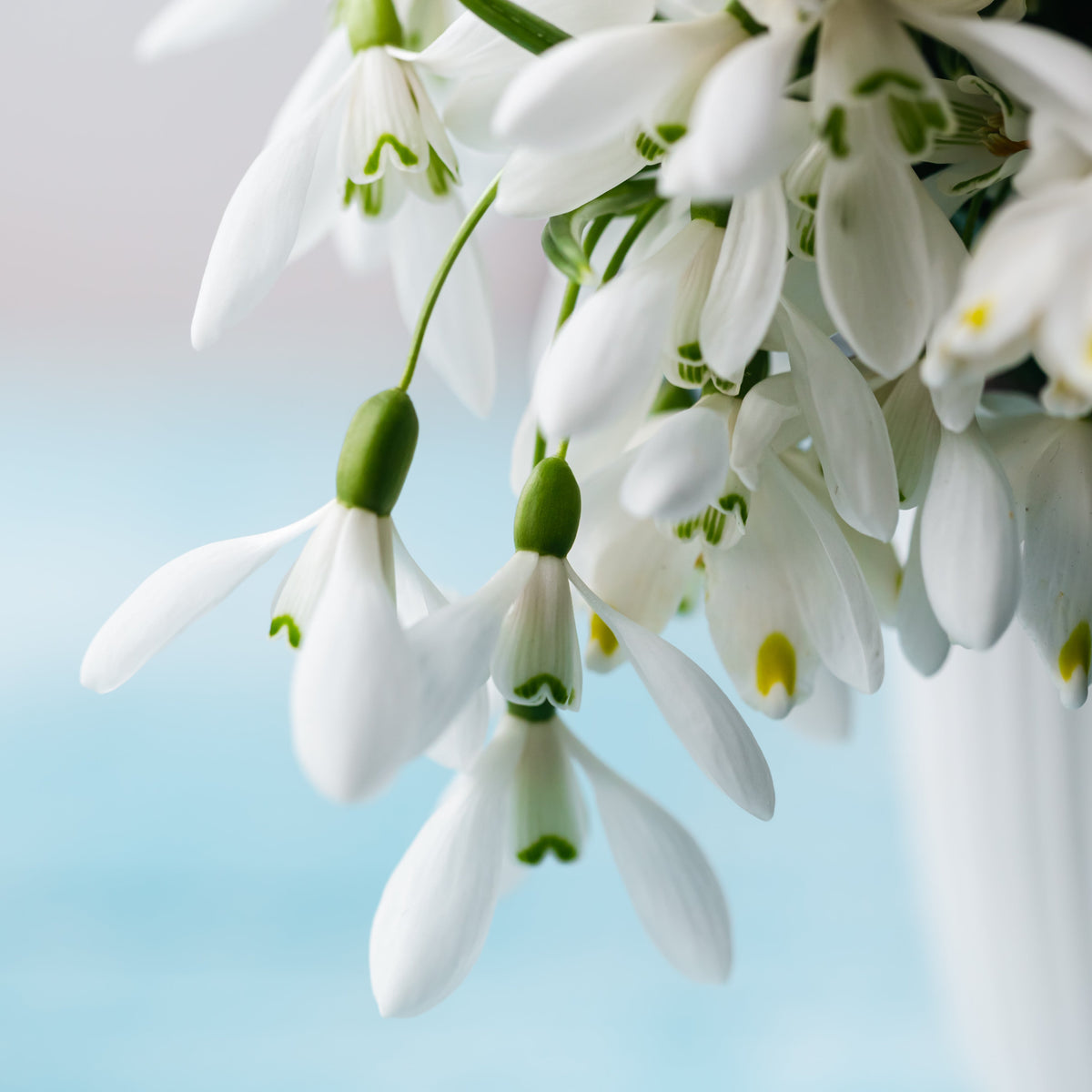 How to Enjoy Spring? Discover our ideas for small rituals for an optim ...